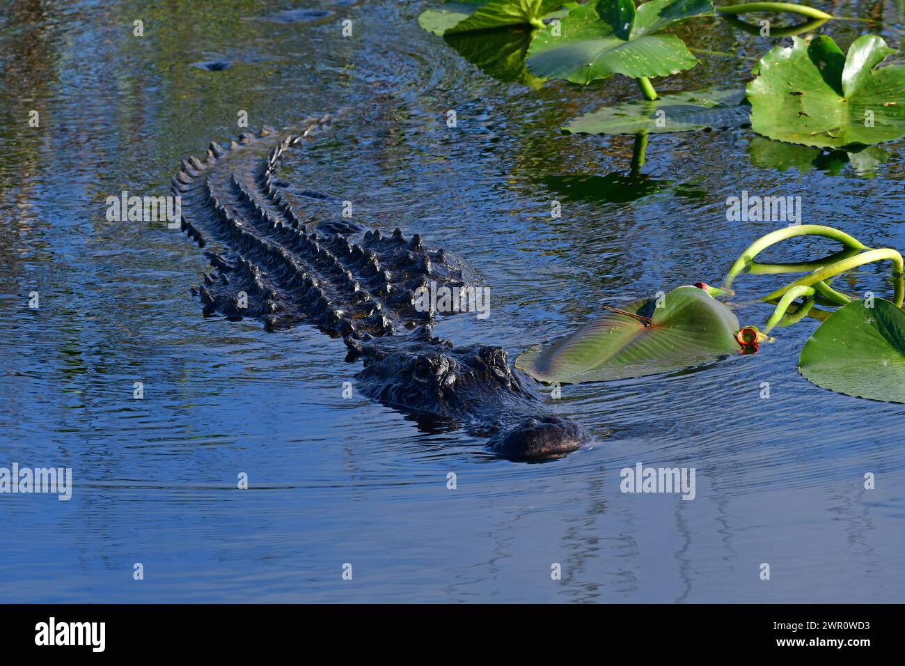 American Alligator - Alligator mississippiensis - swimming amidst ...