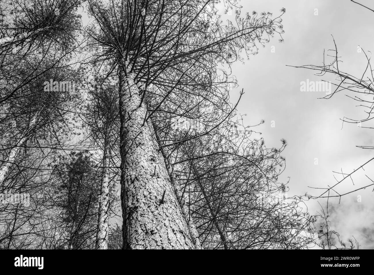 Growing pine Black and White Stock Photos & Images - Alamy