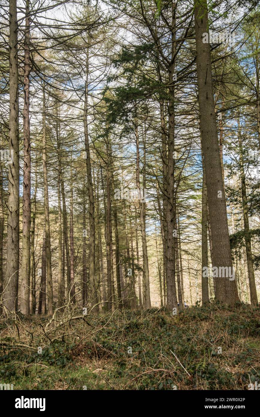 old land Raymond Boswell Stock Photo - Alamy