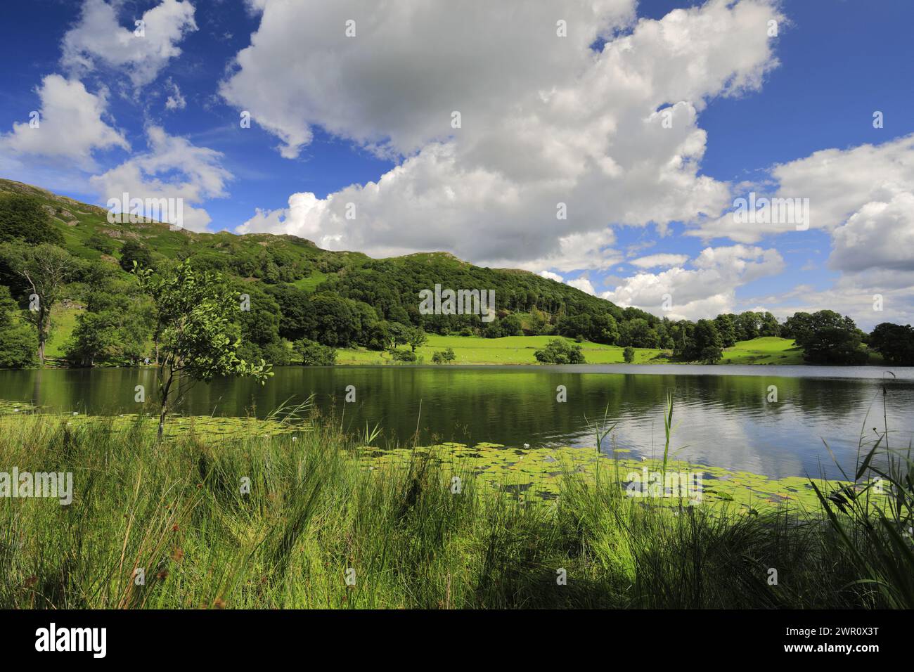 Summer view over Loughrigg Tarn, Lake District National Park, Cumbria ...
