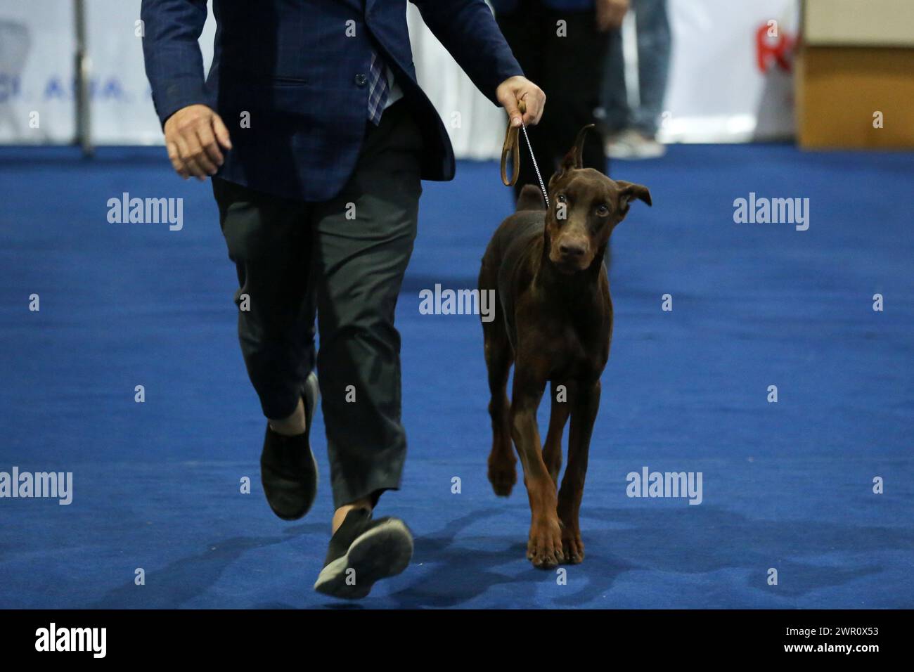 Yangon, Myanmar. 10th Mar, 2024. A pet dog is seen at a dog show during ...