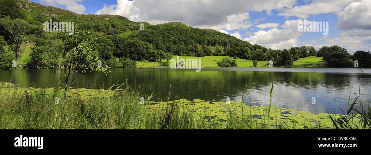 Summer view over Loughrigg Tarn, Lake District National Park, Cumbria ...