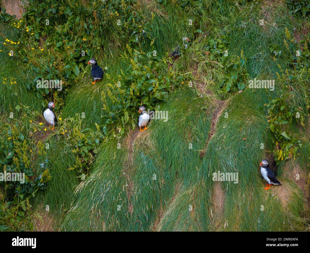 Sea parrot hi-res stock photography and images - Alamy