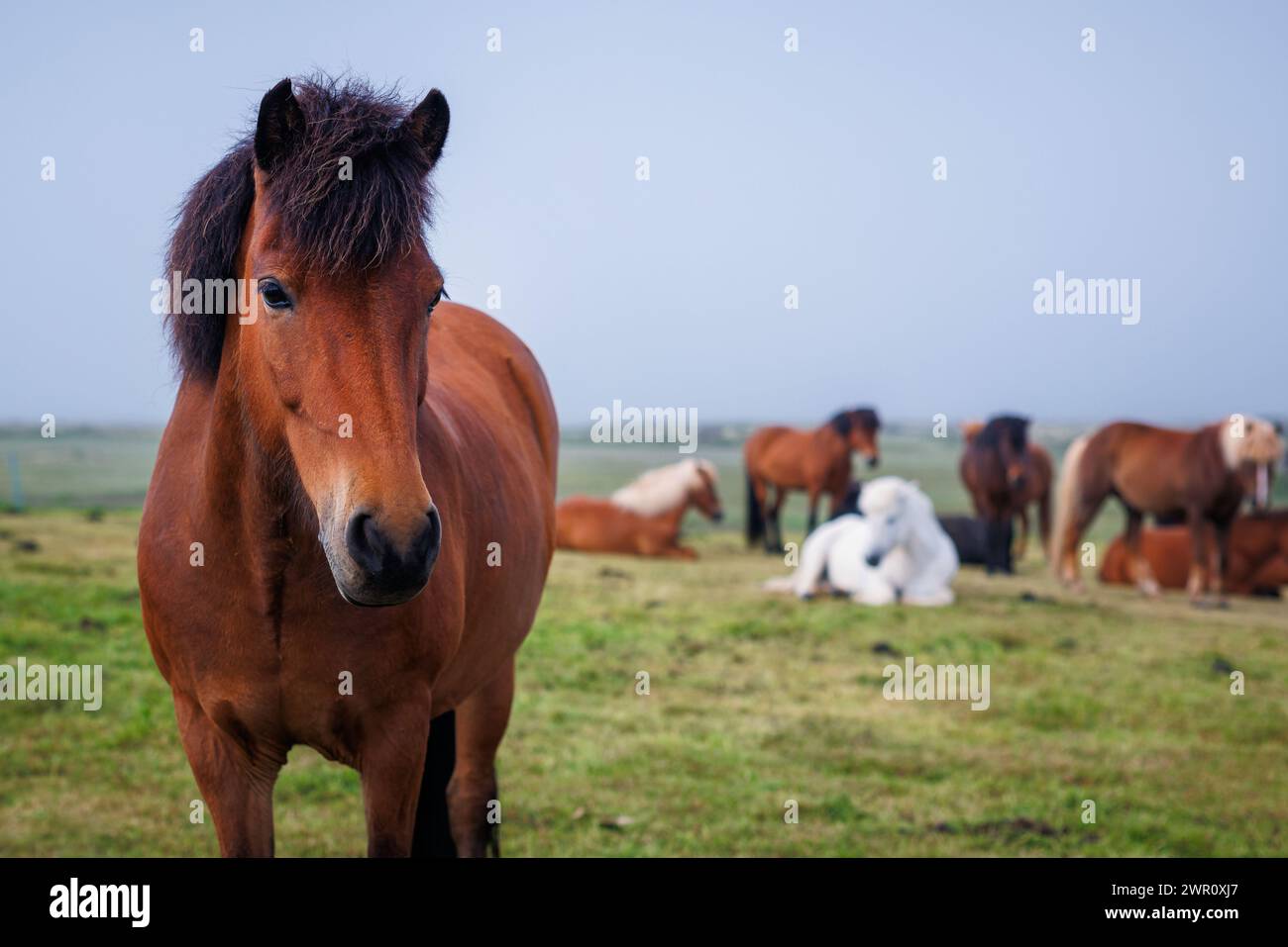 Wonderful, unique Icelandic horse, bay color, and his herd in the field ...