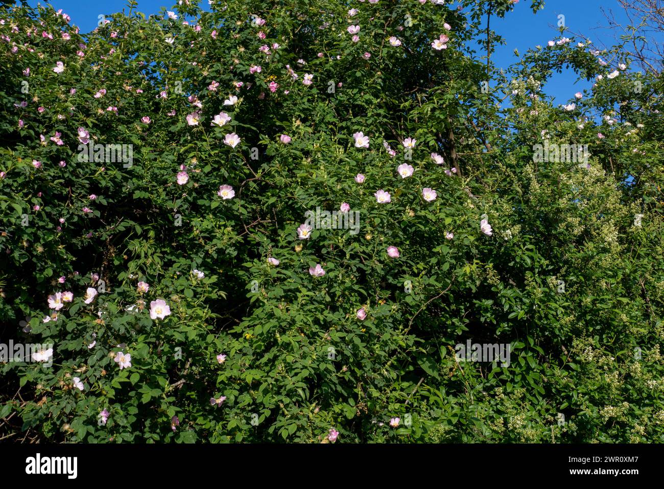 Hundsrose, Rosa Canina Hecke mit rosa weiß gelb farbenen Blüten Stock ...