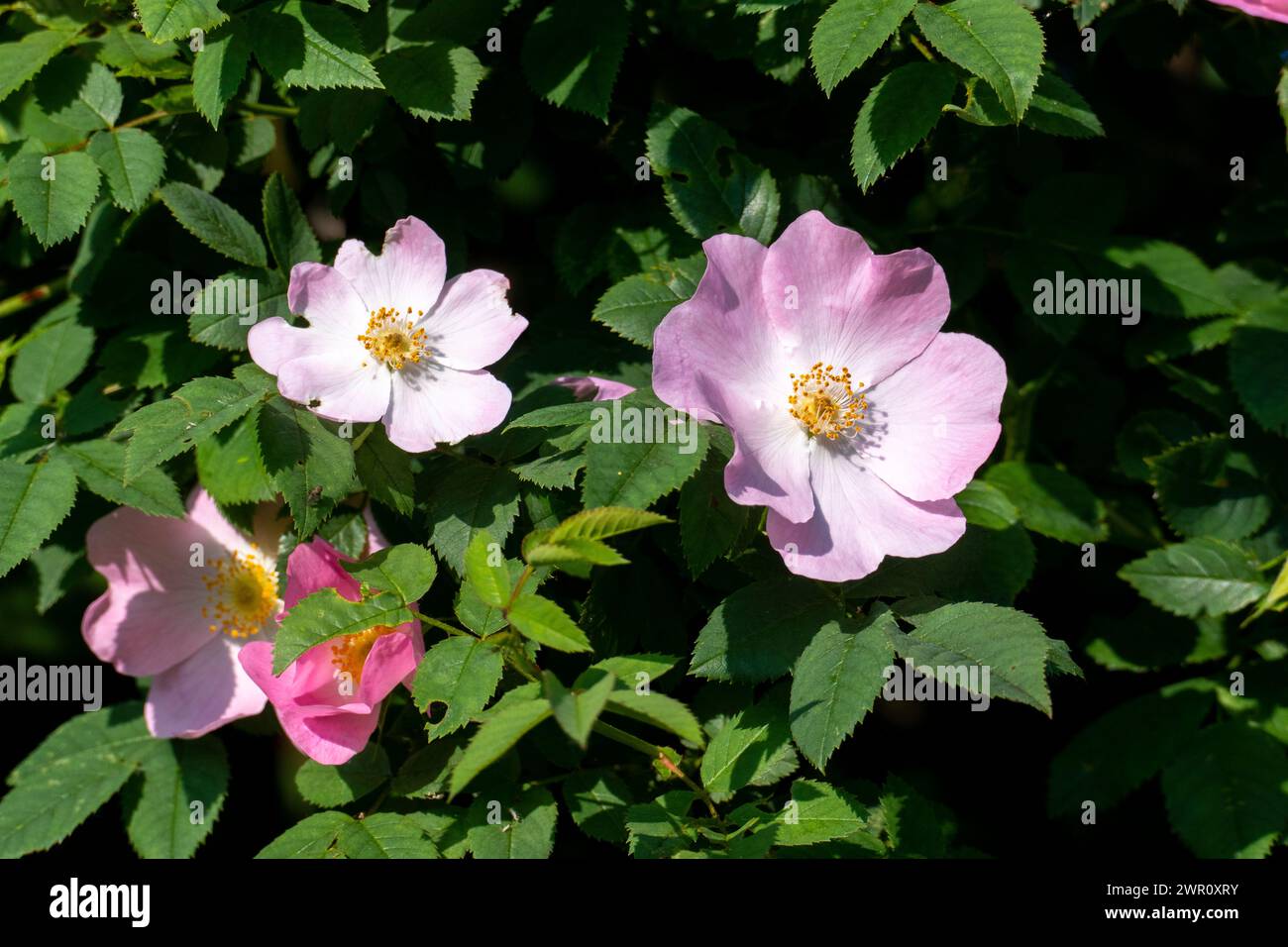 Hundsrose, Rosa Canina Hecke mit rosa weiß gelb farbenen Blüten Stock ...