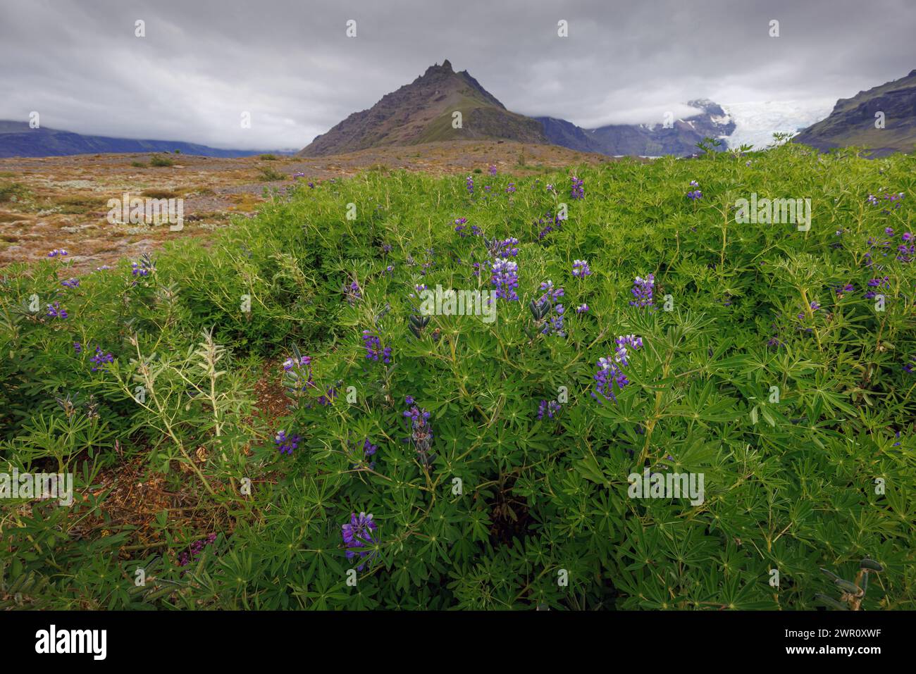 Iconic Icelandic nature, glacier scenery with beautiful flower Alaskan ...