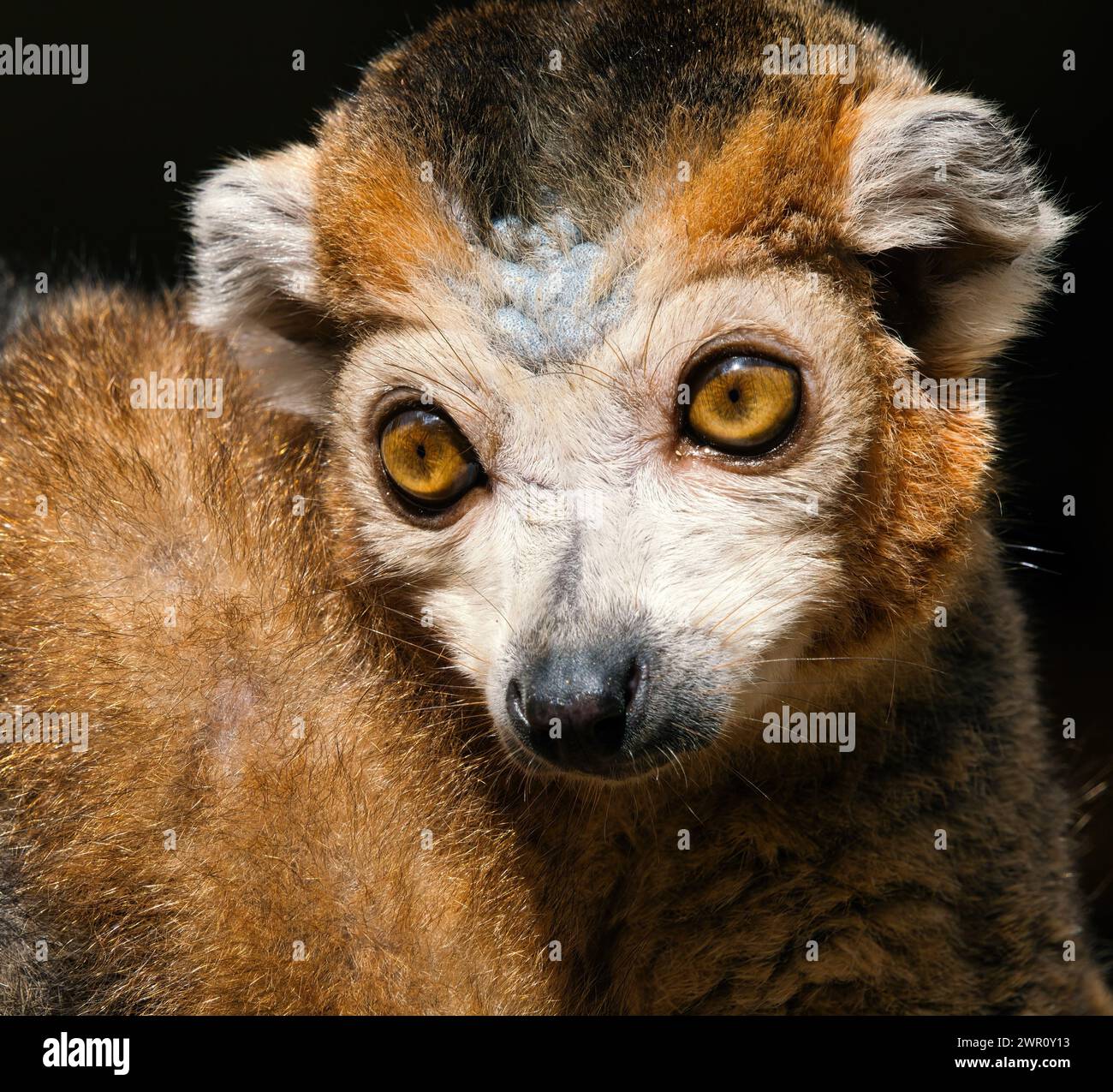 Lemur face close up hi-res stock photography and images - Alamy