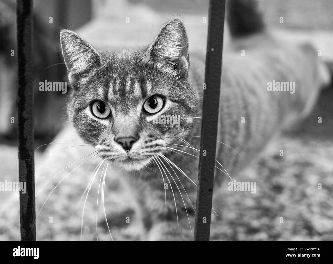 Lonely kitten Black and White Stock Photos & Images - Alamy
