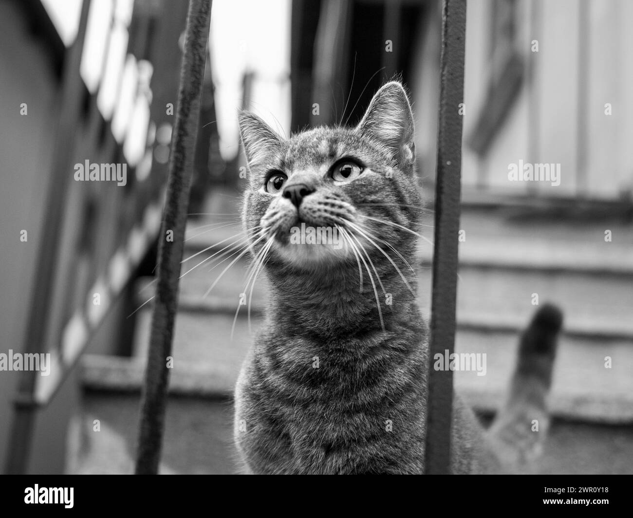Lonely kitten Black and White Stock Photos & Images - Alamy