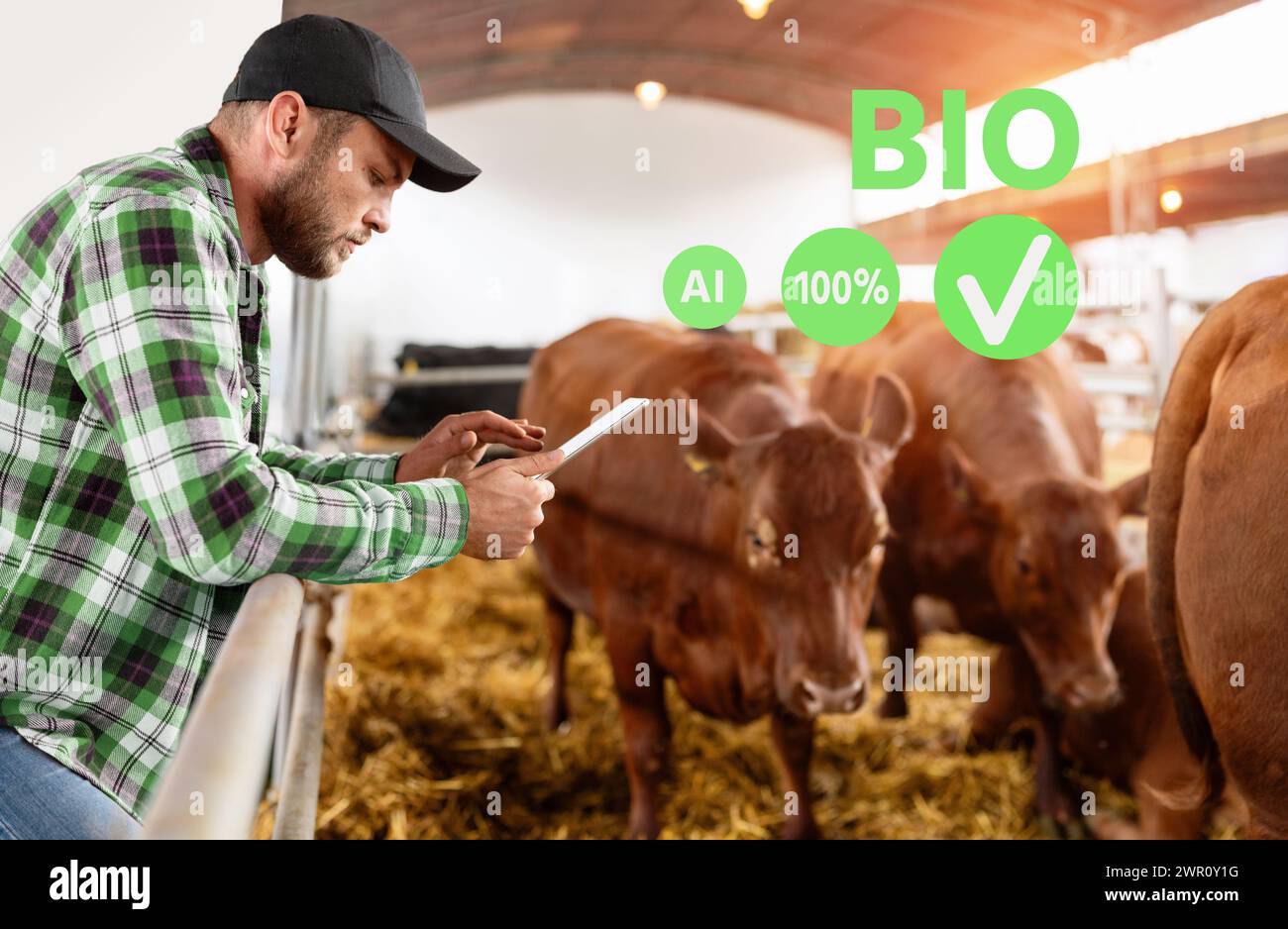 Bio farm livestock. Man farmer using digital farmer controls and ...