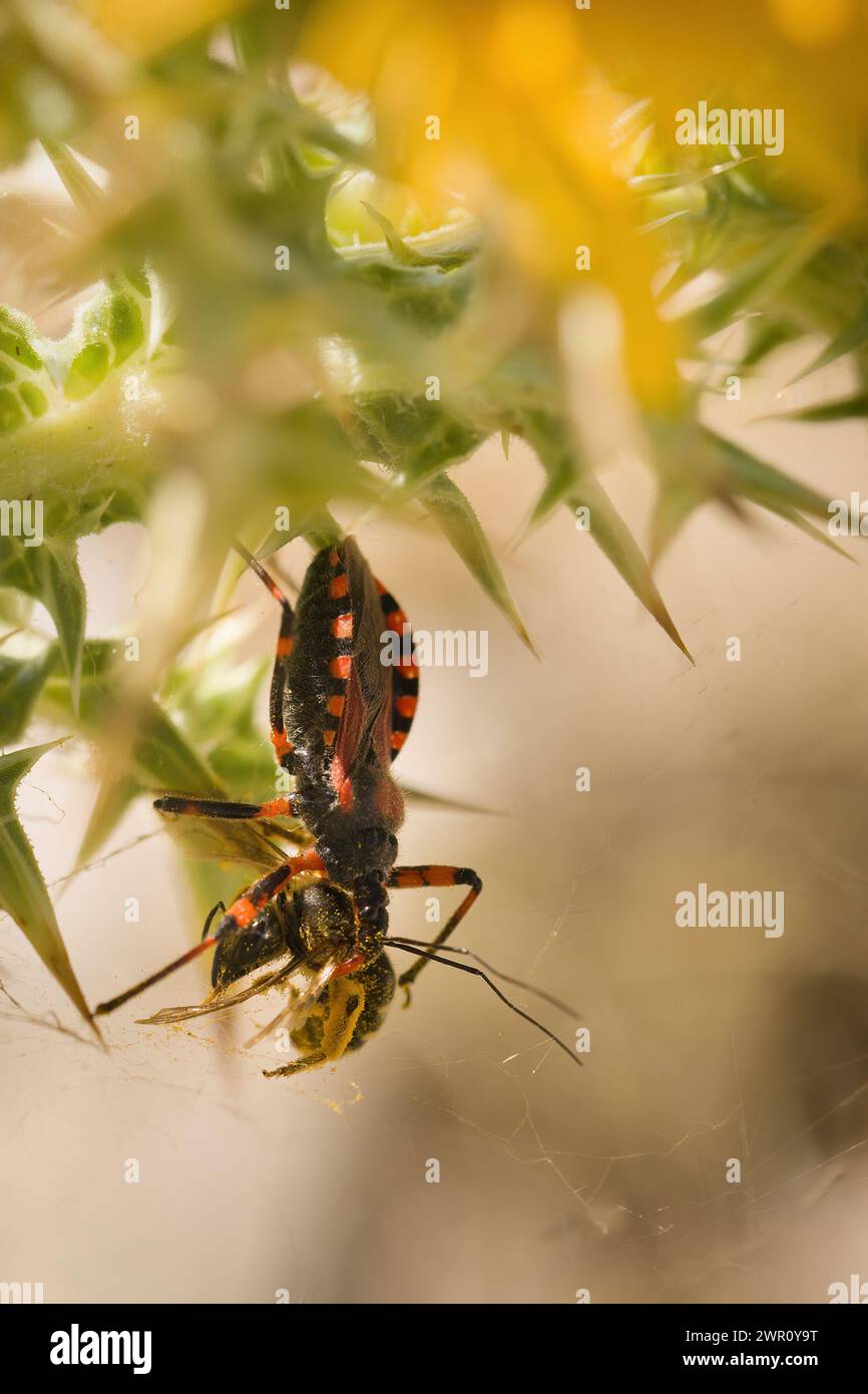Macro picture of assassin bug Rhynocoris iracundus on plant on nature ...