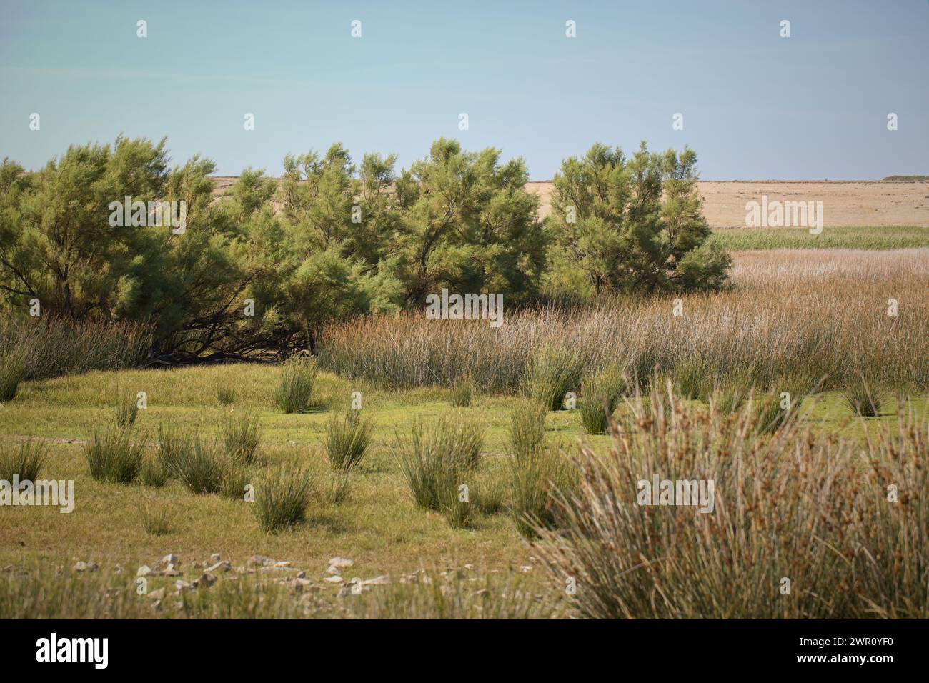 Croatian bird reservation and stopover during autumn migration Stock ...