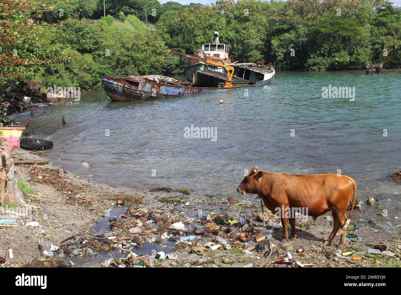 Shipwreck on a beach with trash with a cow in front of it in Castries ...