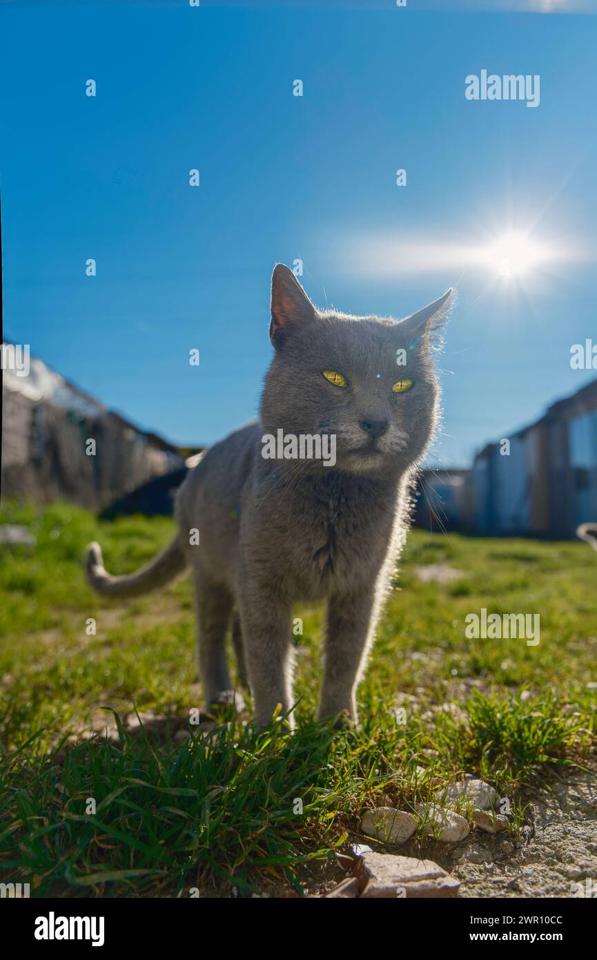 Whiskers so sharp, they could cut through any Monday blues Stock Photo ...