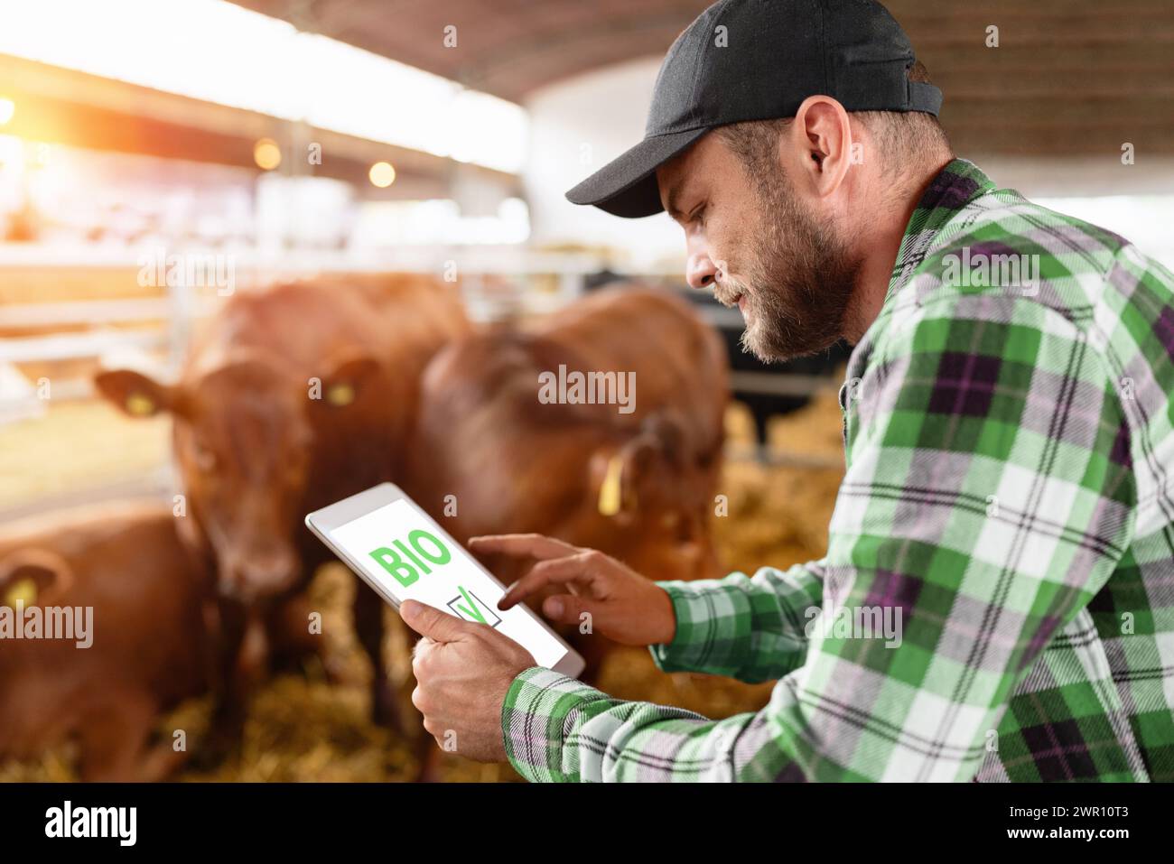 Bio farm livestock. Man farmer using digital farmer controls and ...