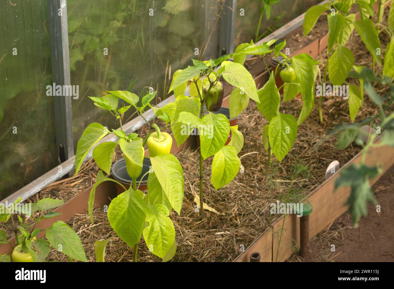 Green bell pepper plants on farm soil Stock Photo - Alamy