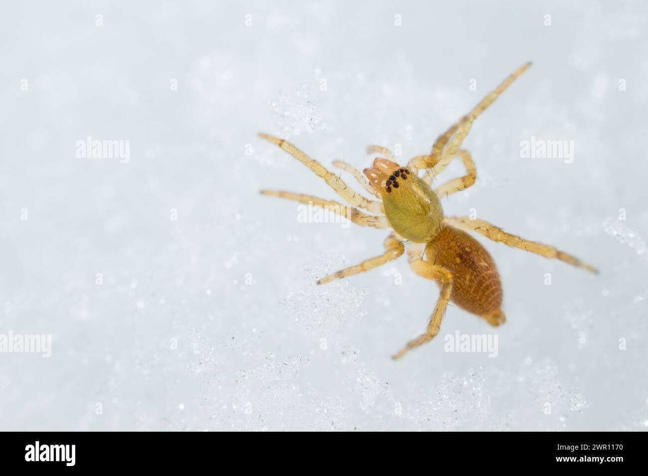 Clubiona spider hi-res stock photography and images - Alamy