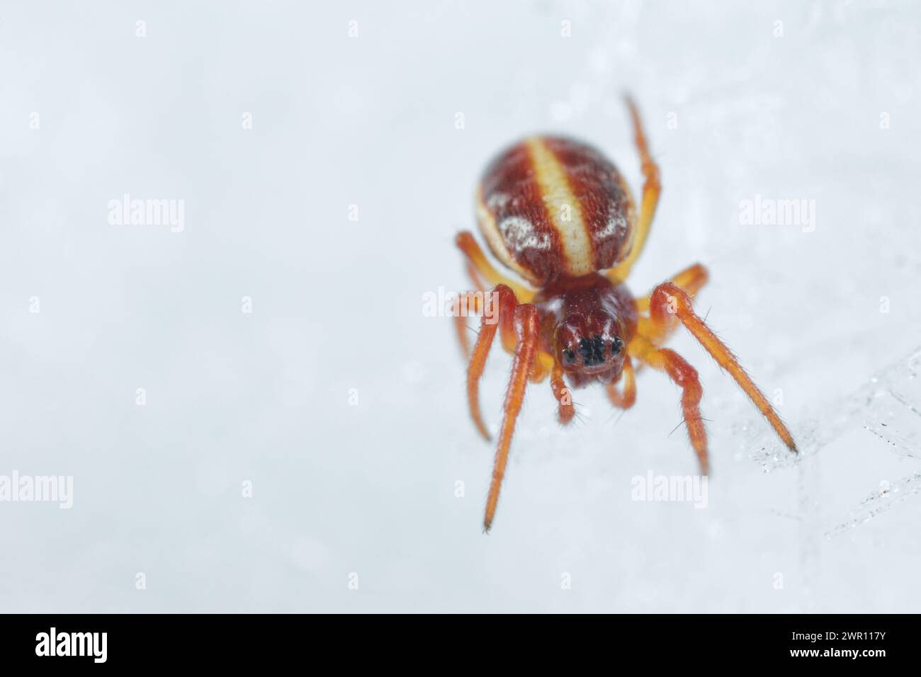 Orbweaver spider (Hypsosinga pygmaea Stock Photo - Alamy