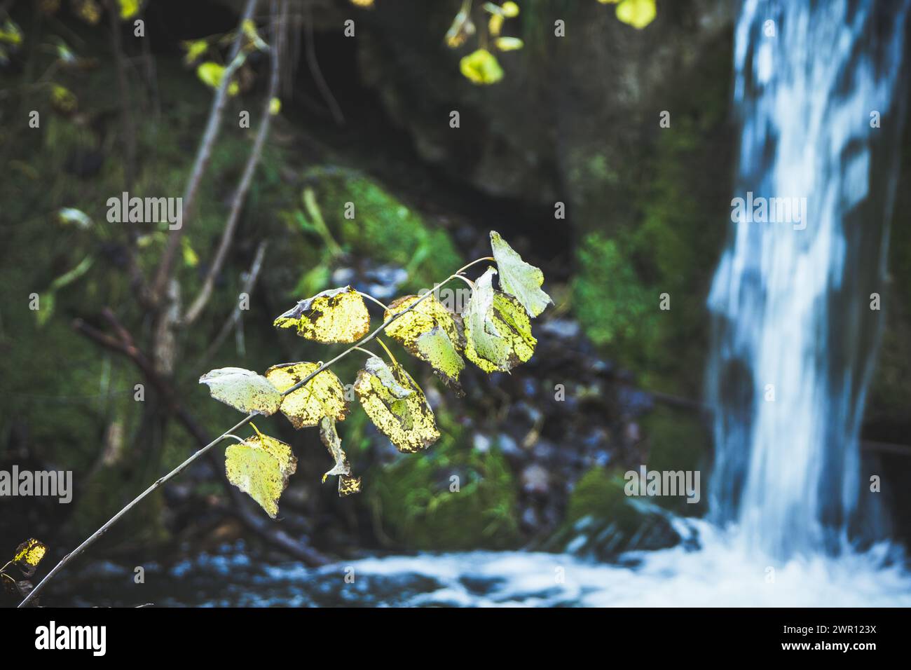 Small artificial waterfall on the forest river Stock Photo - Alamy