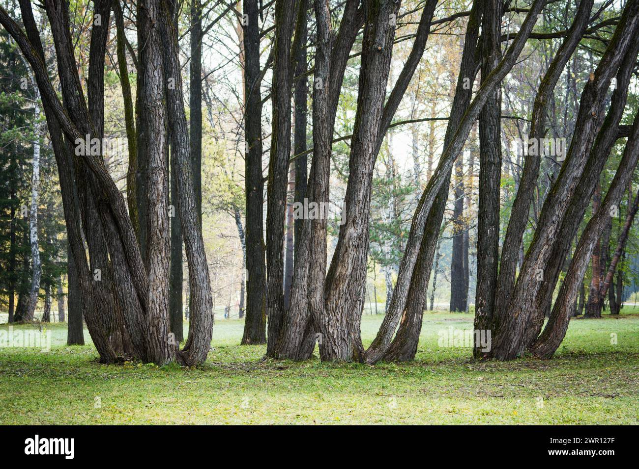 Park with different beautiful trees Stock Photo - Alamy
