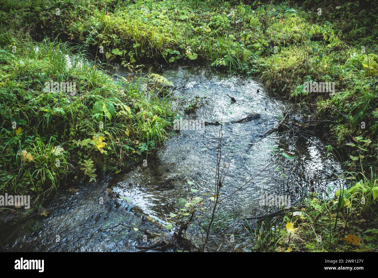 Brook (small river) in the green forest Stock Photo - Alamy