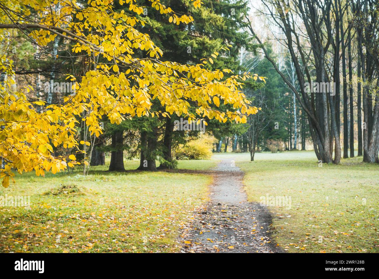 Park with different beautiful trees Stock Photo - Alamy