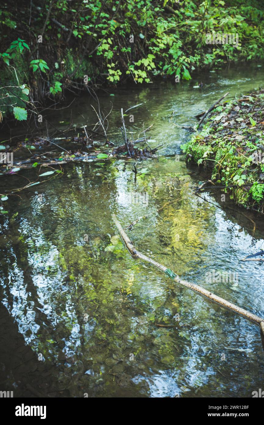 Brook (small river) in the green forest Stock Photo - Alamy