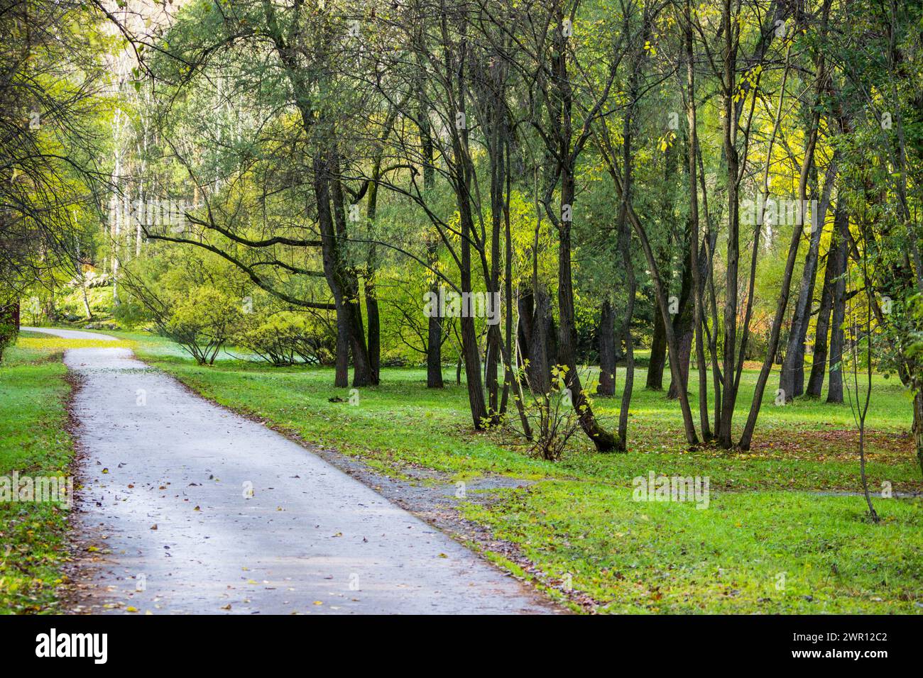 Park with different beautiful trees Stock Photo - Alamy