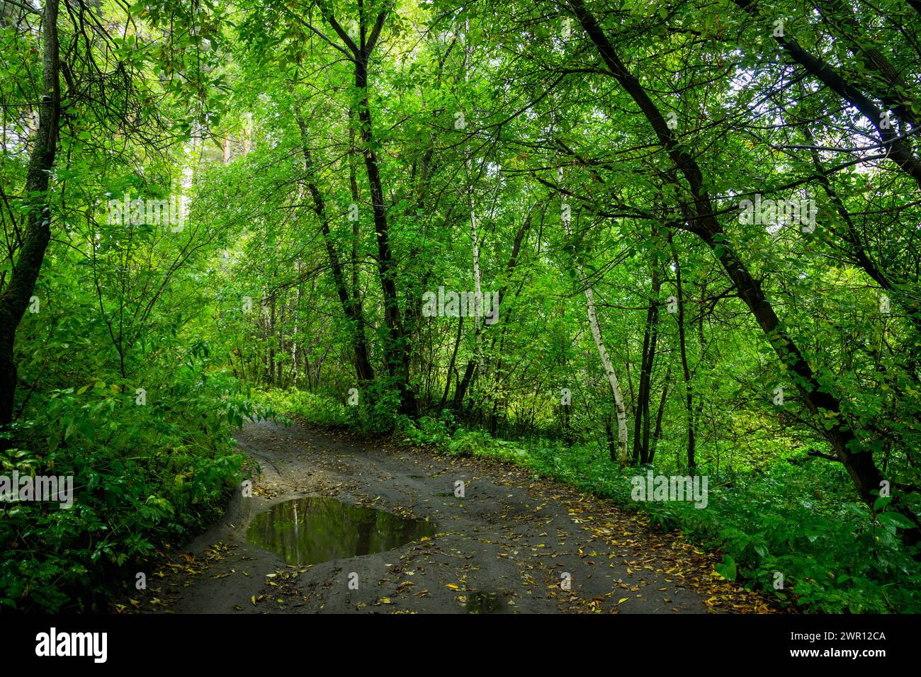 Pathway through beautiful summer forest with different trees. Summer ...