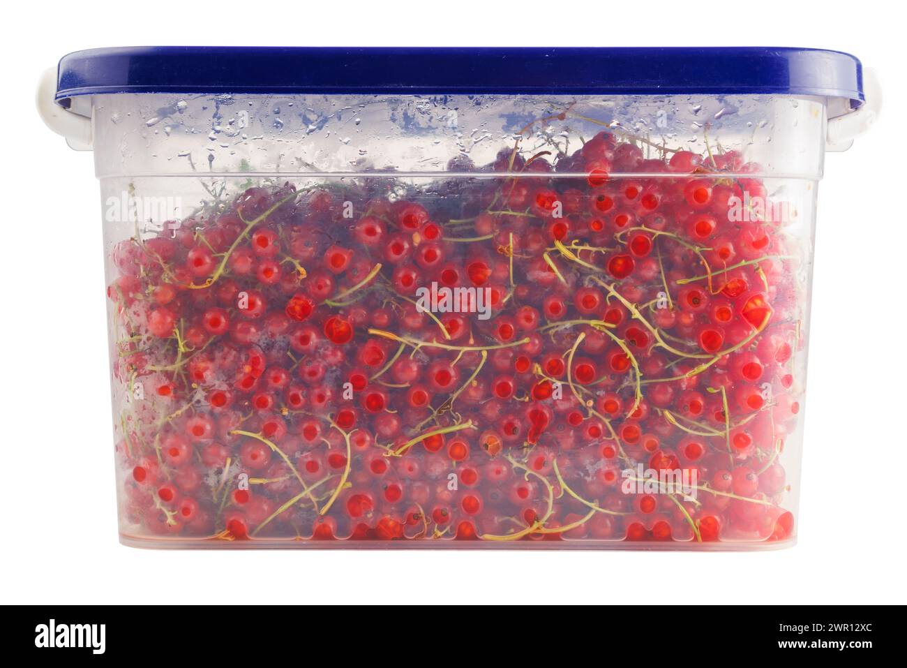 plastic container with red currants isolated on white background Stock ...