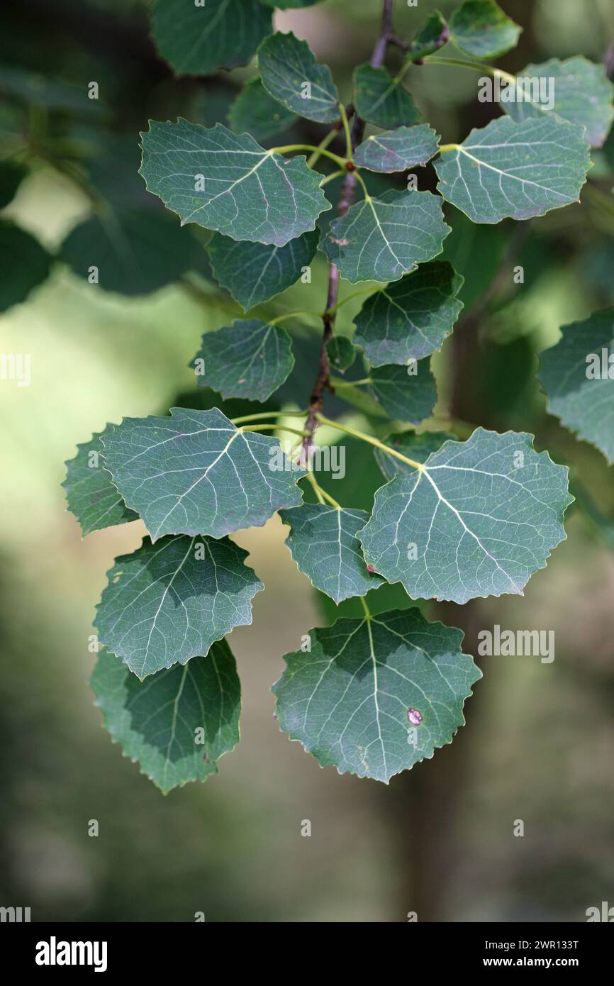 Aspen tree, Populus tremula, leaves in close up with a blurred ...