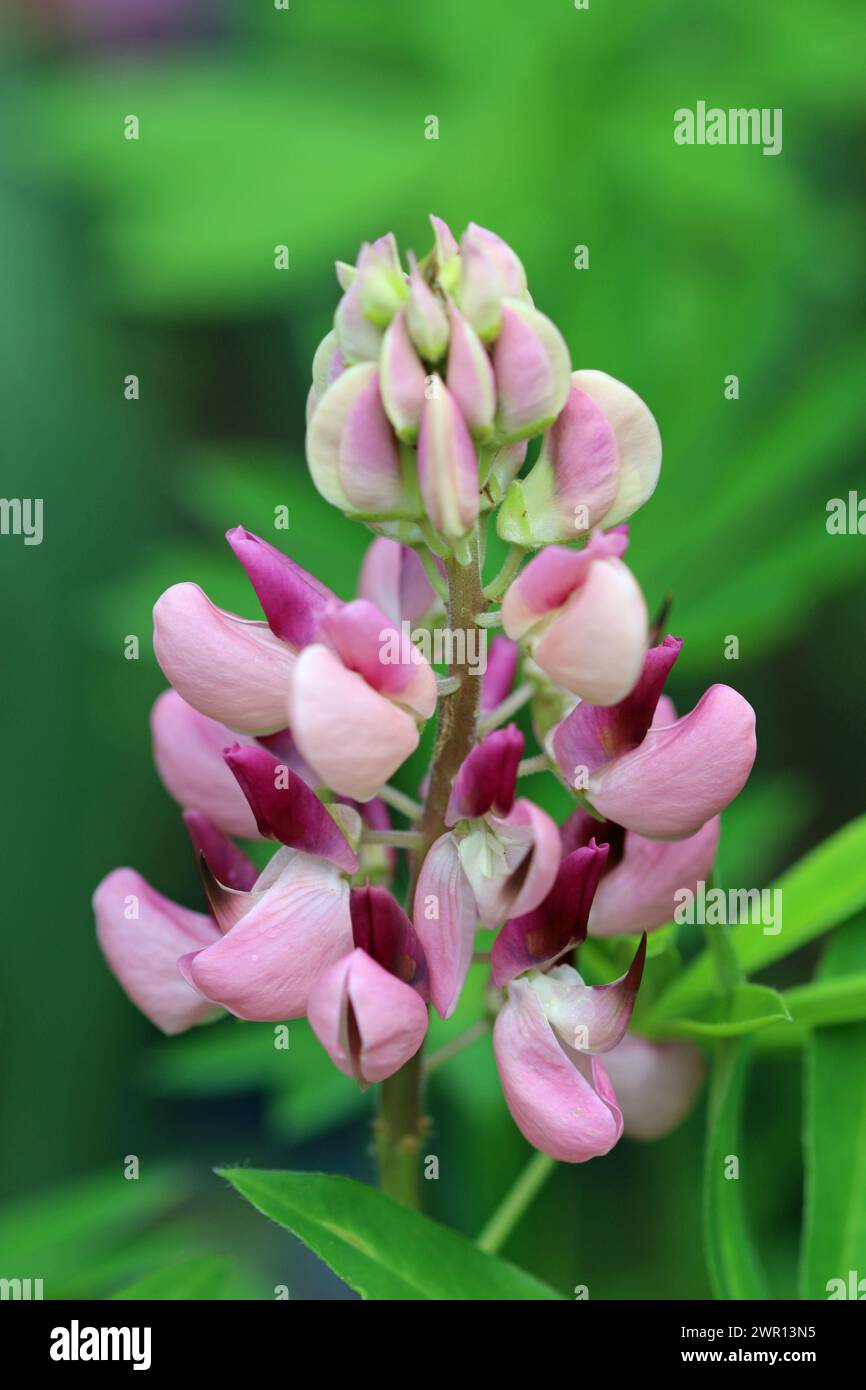 Pink lupin, Lupinus variety Gallery Pink, flower spike in close up with ...