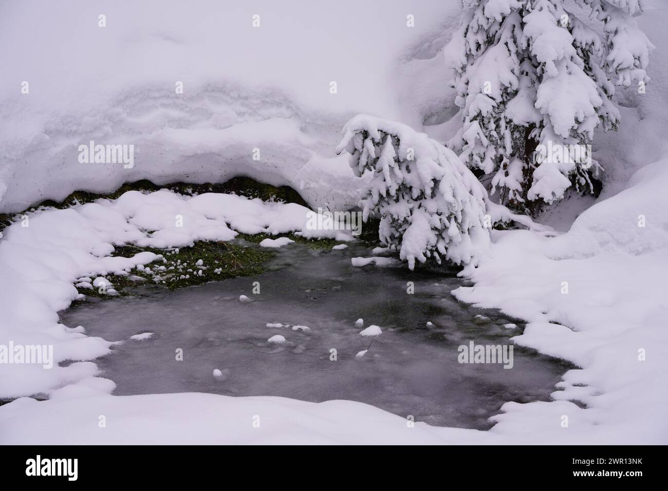 Frozen puddle with little snow covered conifers Stock Photo - Alamy