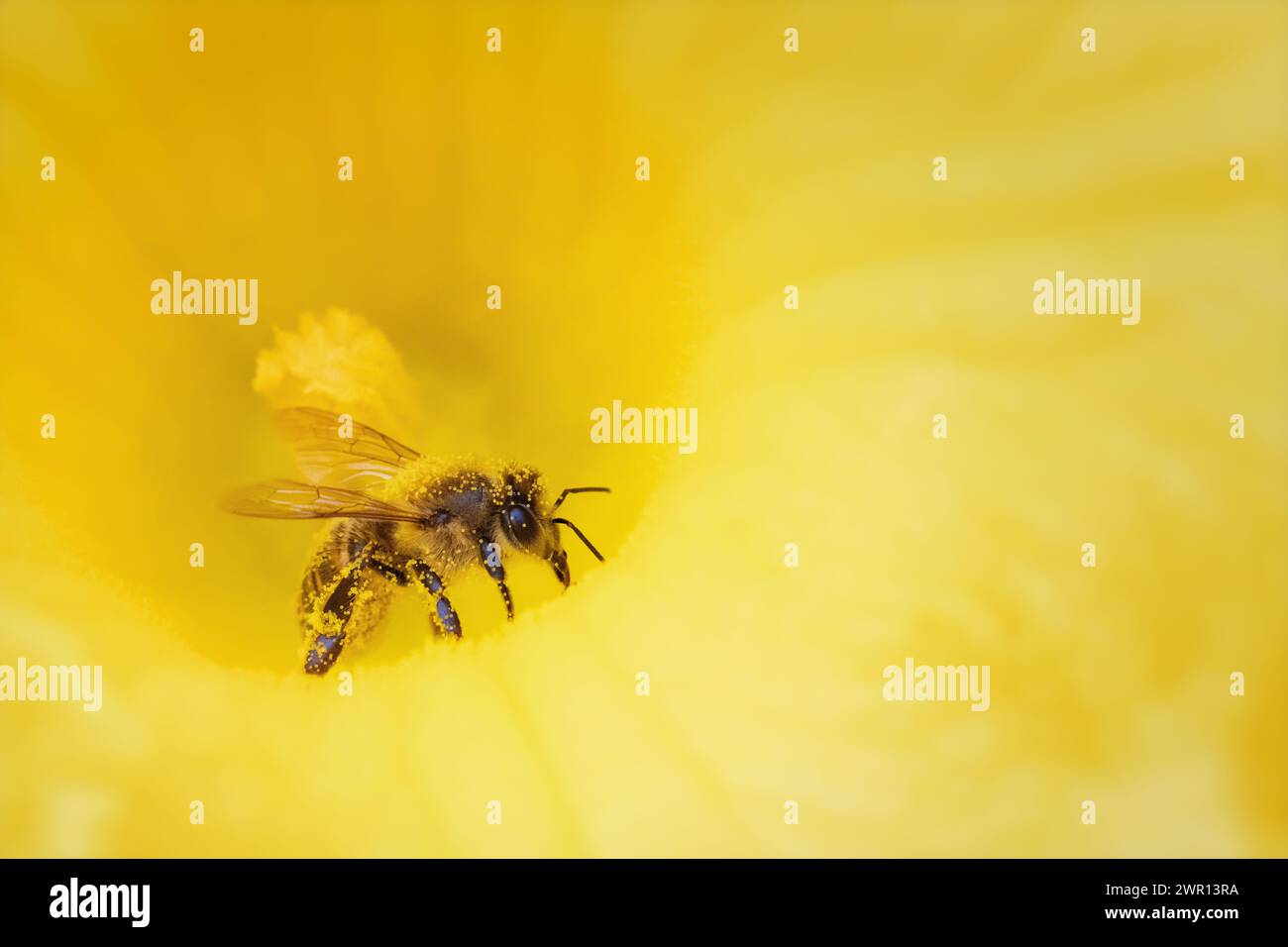 Honeybee covered in pollen inside a male butternut squash flower. UK ...