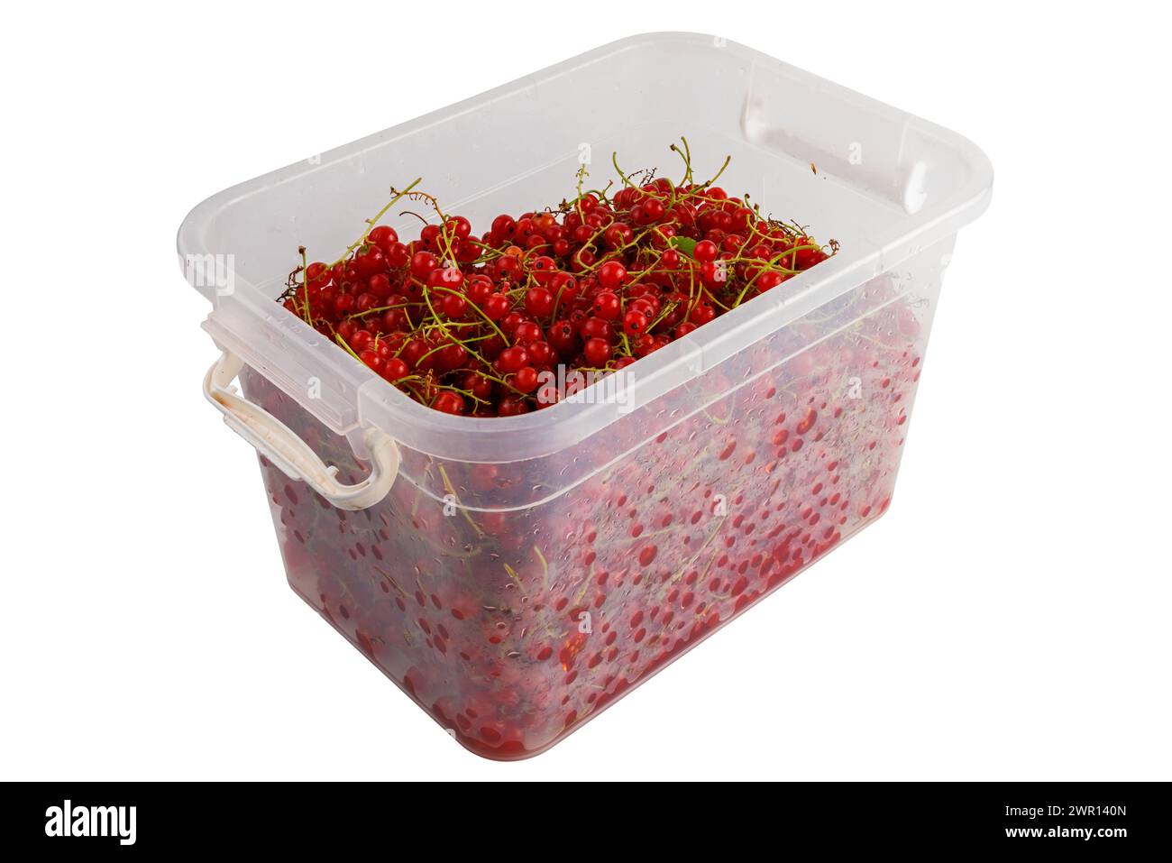 plastic container with red currants isolated on white background Stock ...