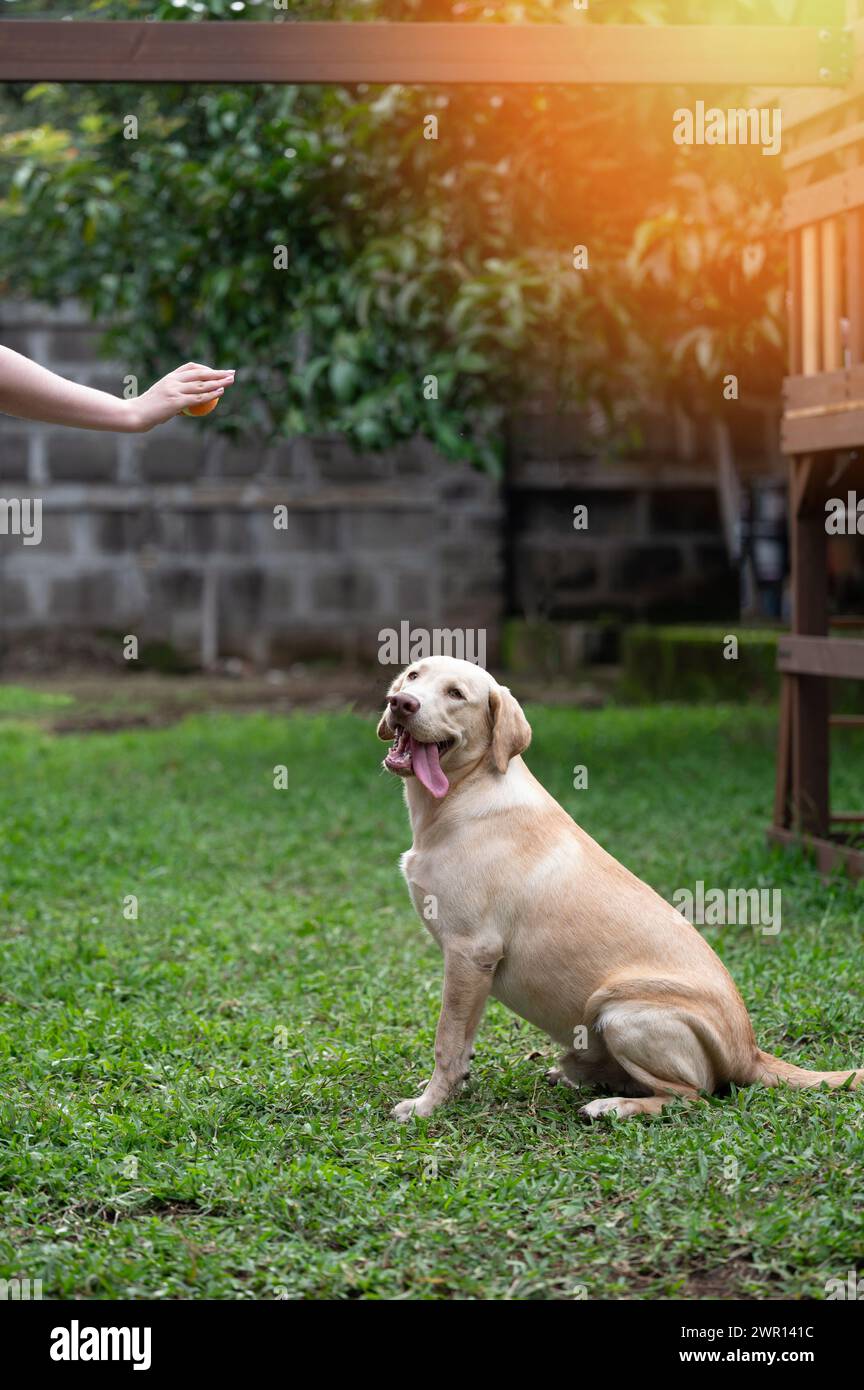 Funny labrador dog with tongue out sit on green grass of dog school ...