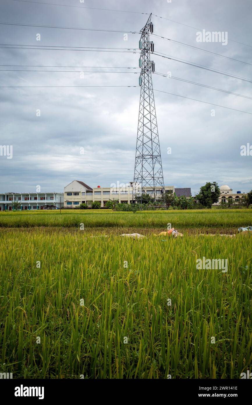 A high voltage power transmission tower over paddy fields in Yogyakarta ...