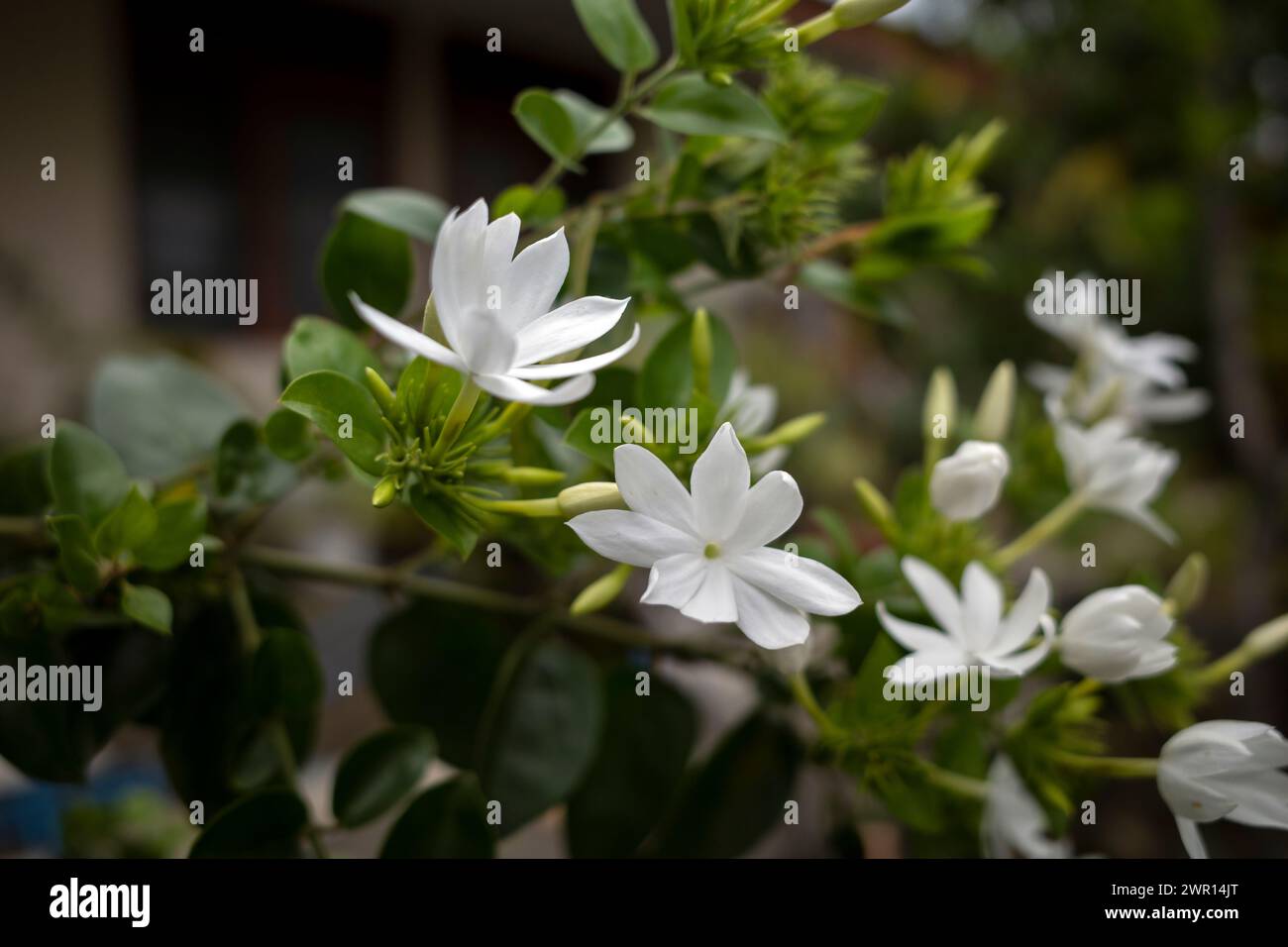 White crepe Jasmine flowers (Tabernaemontana divaricata), shallow focus ...