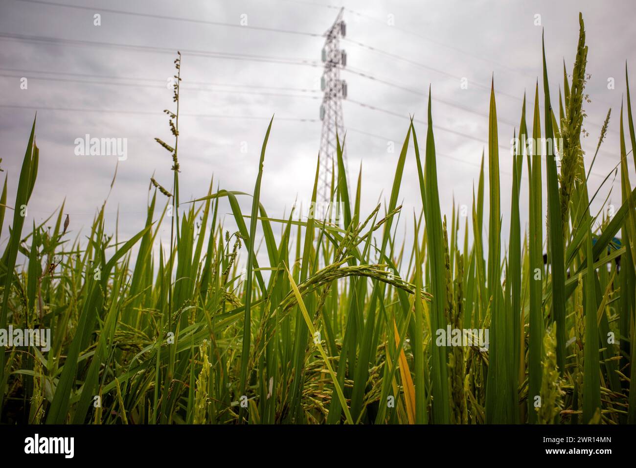 A high voltage power transmission tower over paddy fields in Yogyakarta ...