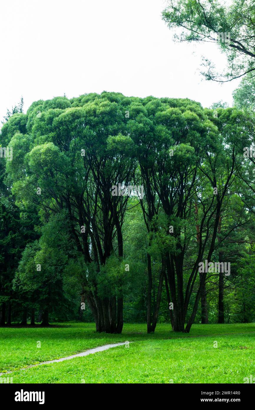 Park with different beautiful trees Stock Photo - Alamy