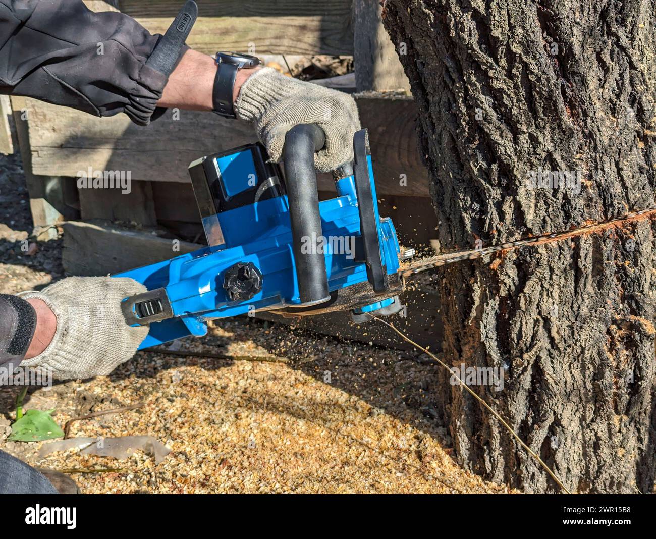 cutting tree with chainsaw in a sawmill Stock Photo - Alamy