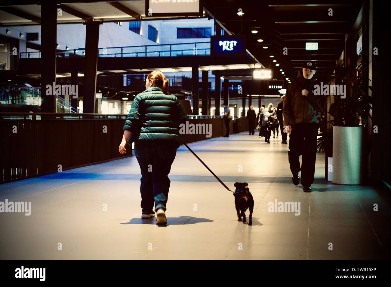 dog walking in shopping mall Stock Photo - Alamy