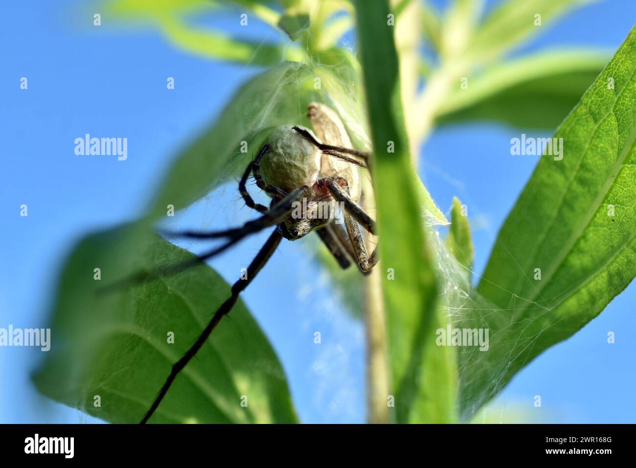 A female wolf spider guards a cocoon with larvae while sitting on a ...