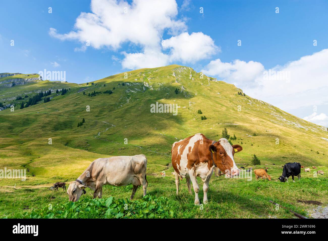 Mellau: cows at alp Obere Alpe, mountain Kanisfluh in ...