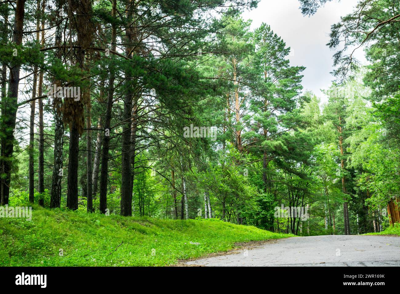 Beautiful summer forest with different trees Stock Photo - Alamy
