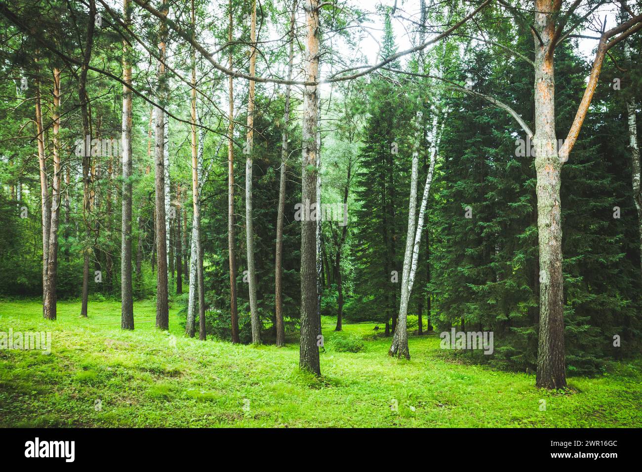 Beautiful summer forest with different trees Stock Photo - Alamy