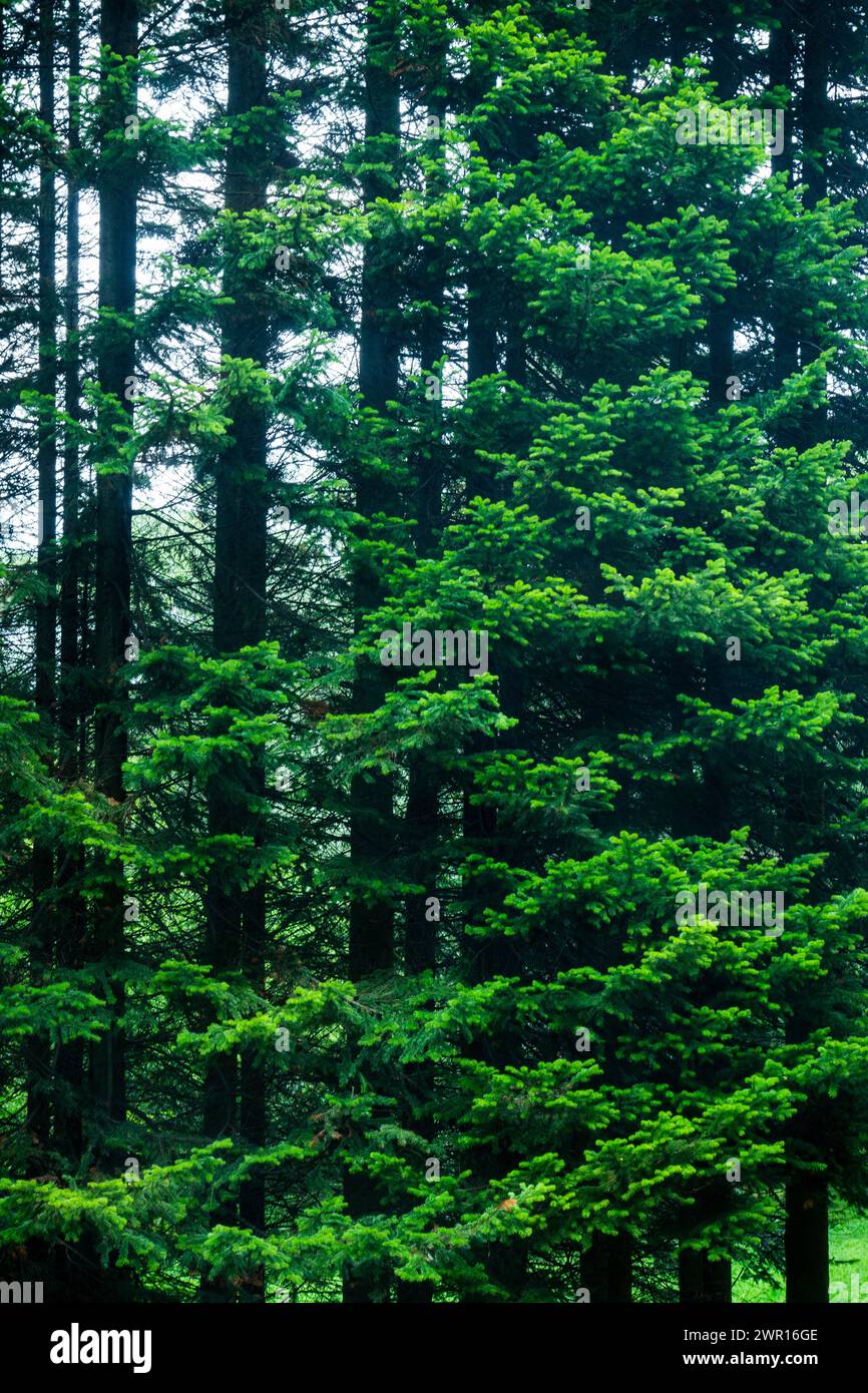 Beautiful summer forest with different trees Stock Photo - Alamy