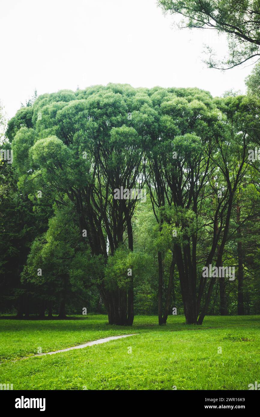 Park with different beautiful trees Stock Photo - Alamy