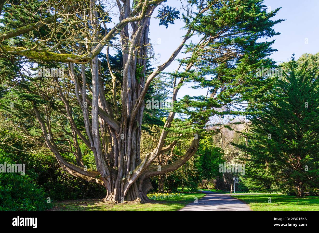 Gigantic multi trunked tree with wide spread branches Stock Photo - Alamy